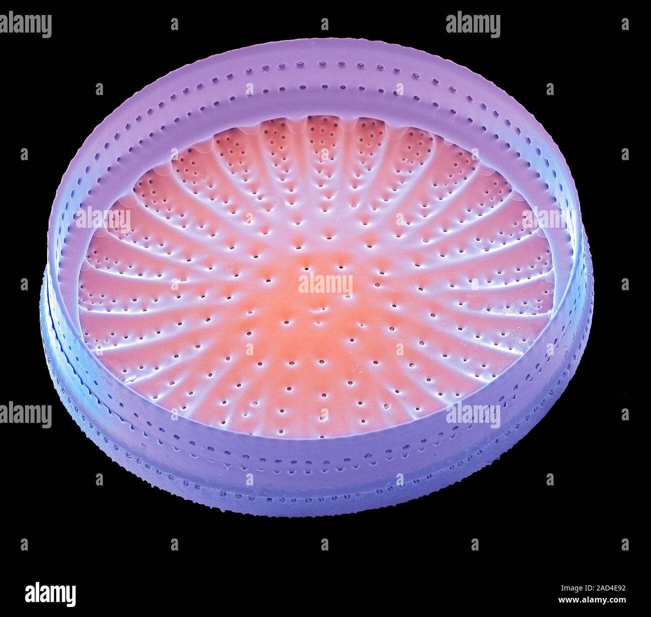Diatom. Coloured scanning electron micrograph (SEM) of a single diatom ...