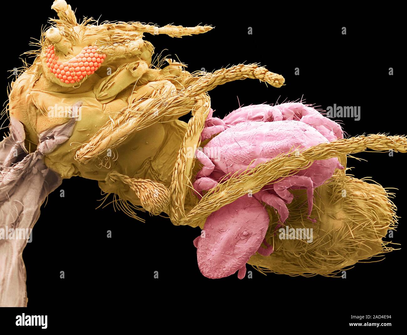 Mites on a midge. Coloured scanning electron micrograph (SEM) of mites ...