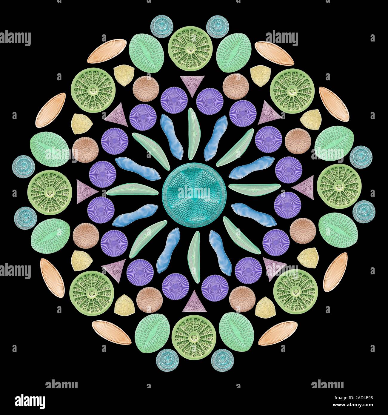 Diatoms. Coloured scanning electron micrograph (SEM) of an arrangement ...