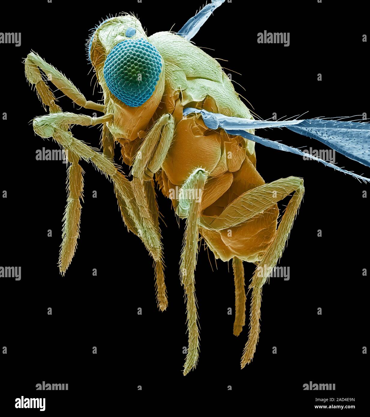 Biological control wasp (Eretmocerus eremicus), coloured scanning ...