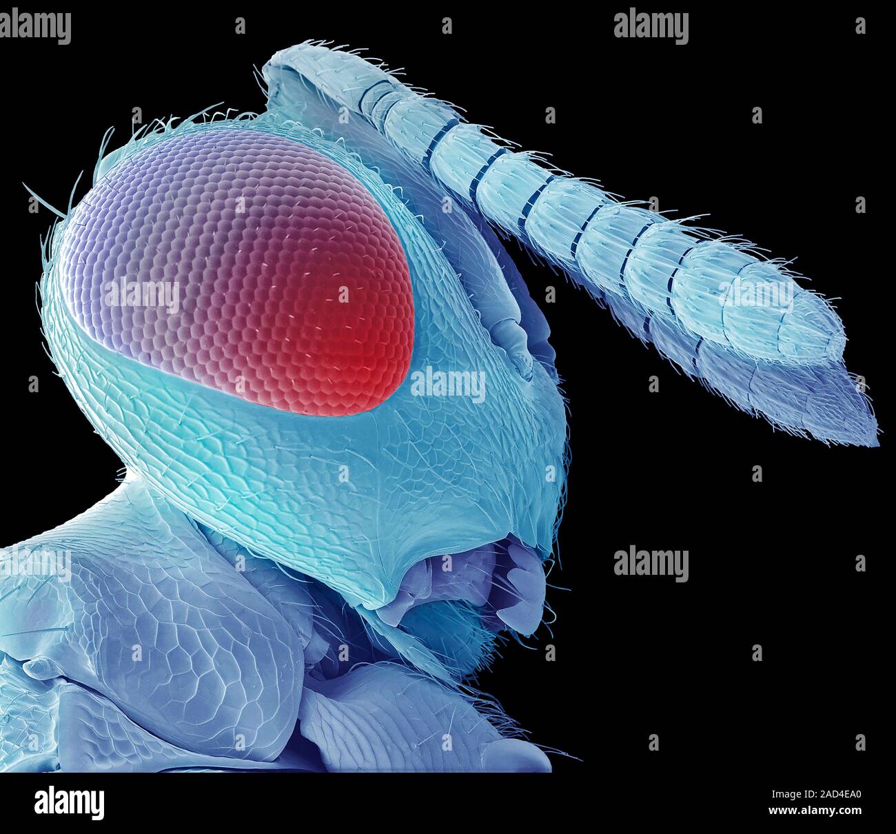 Biological control wasp (Eretmocerus eremicus), coloured scanning ...