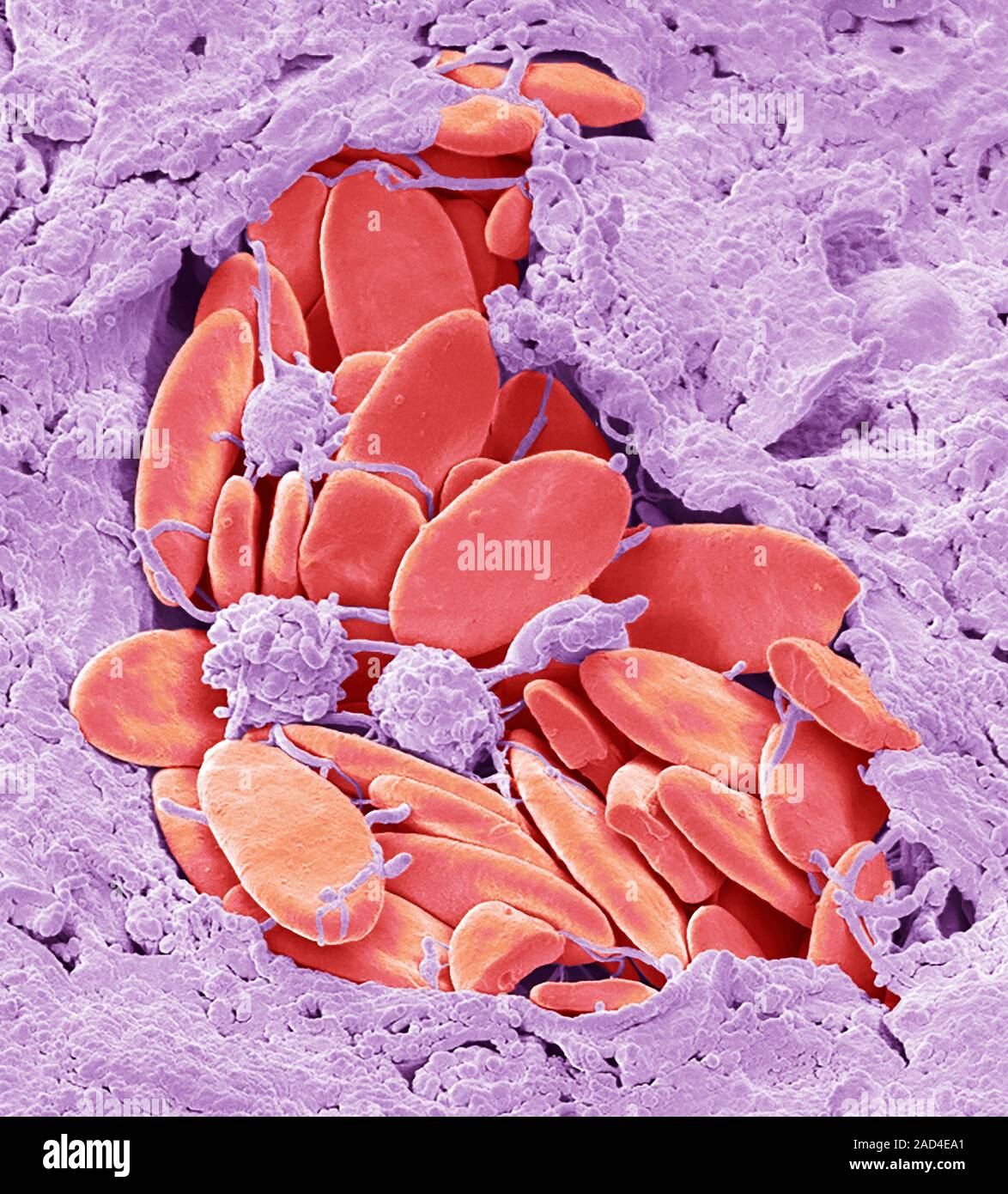 Bird red blood cells. Coloured scanning electron micrograph (SEM) of ...