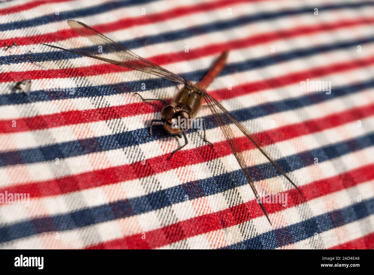 Blue darter hi-res stock photography and images - Alamy