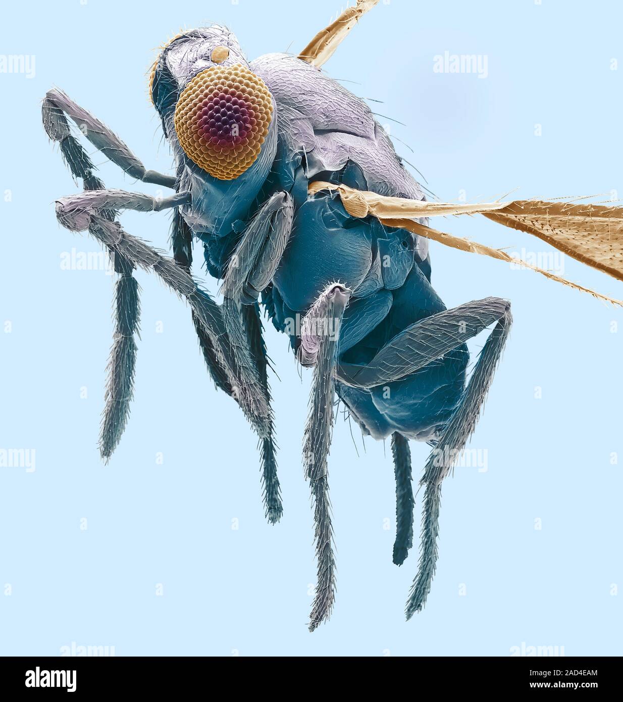 Biological control wasp (Eretmocerus eremicus), coloured scanning ...