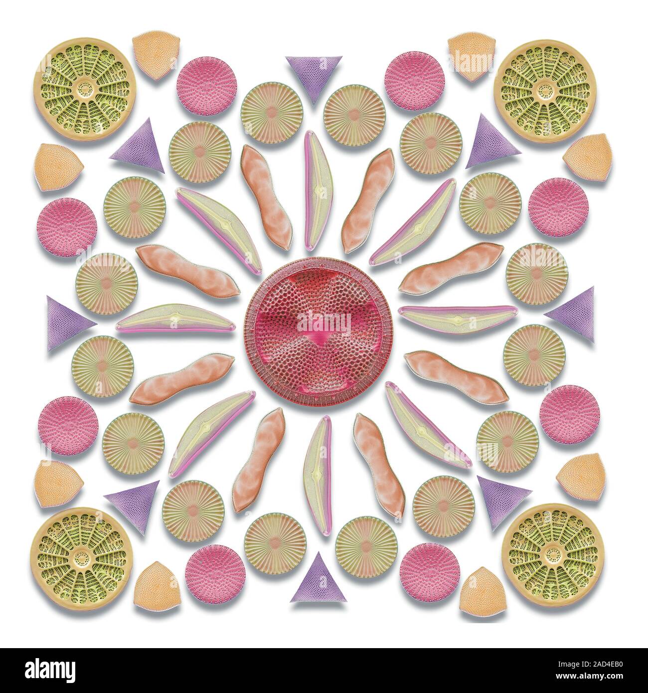 Diatoms. Coloured scanning electron micrograph (SEM) of an arrangement ...