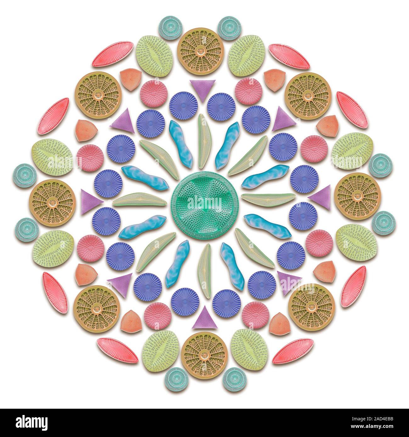 Diatoms. Coloured scanning electron micrograph (SEM) of an arrangement ...