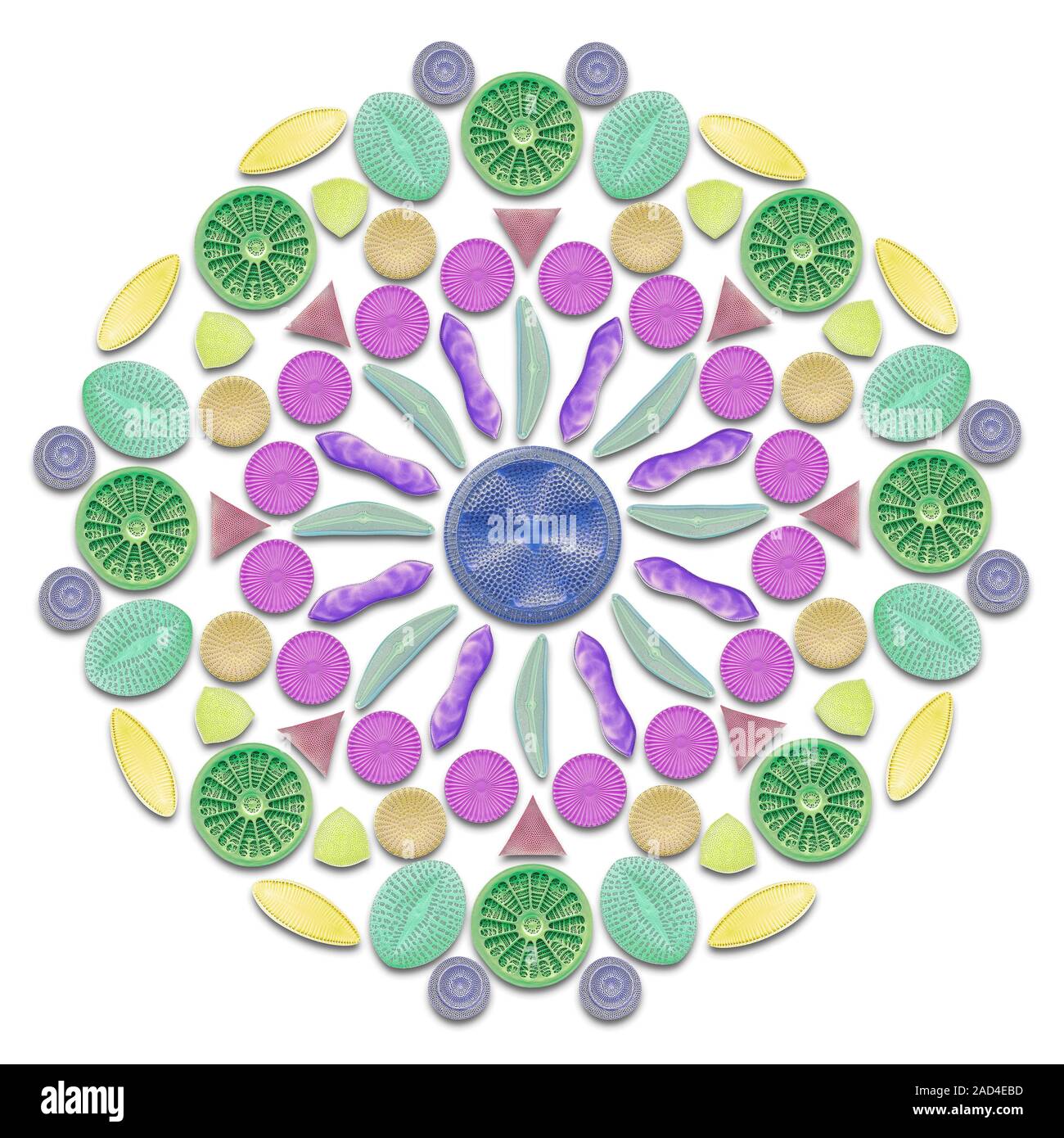 Diatoms. Coloured scanning electron micrograph (SEM) of an arrangement ...