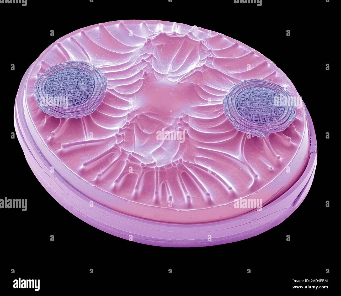 Diatom. Coloured scanning electron micrograph (SEM) of an Auliscus sp ...