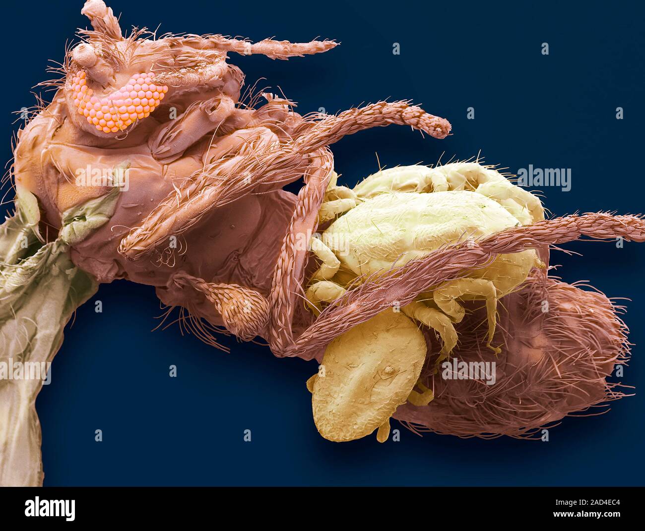 Mites on a midge. Coloured scanning electron micrograph (SEM) of mites ...