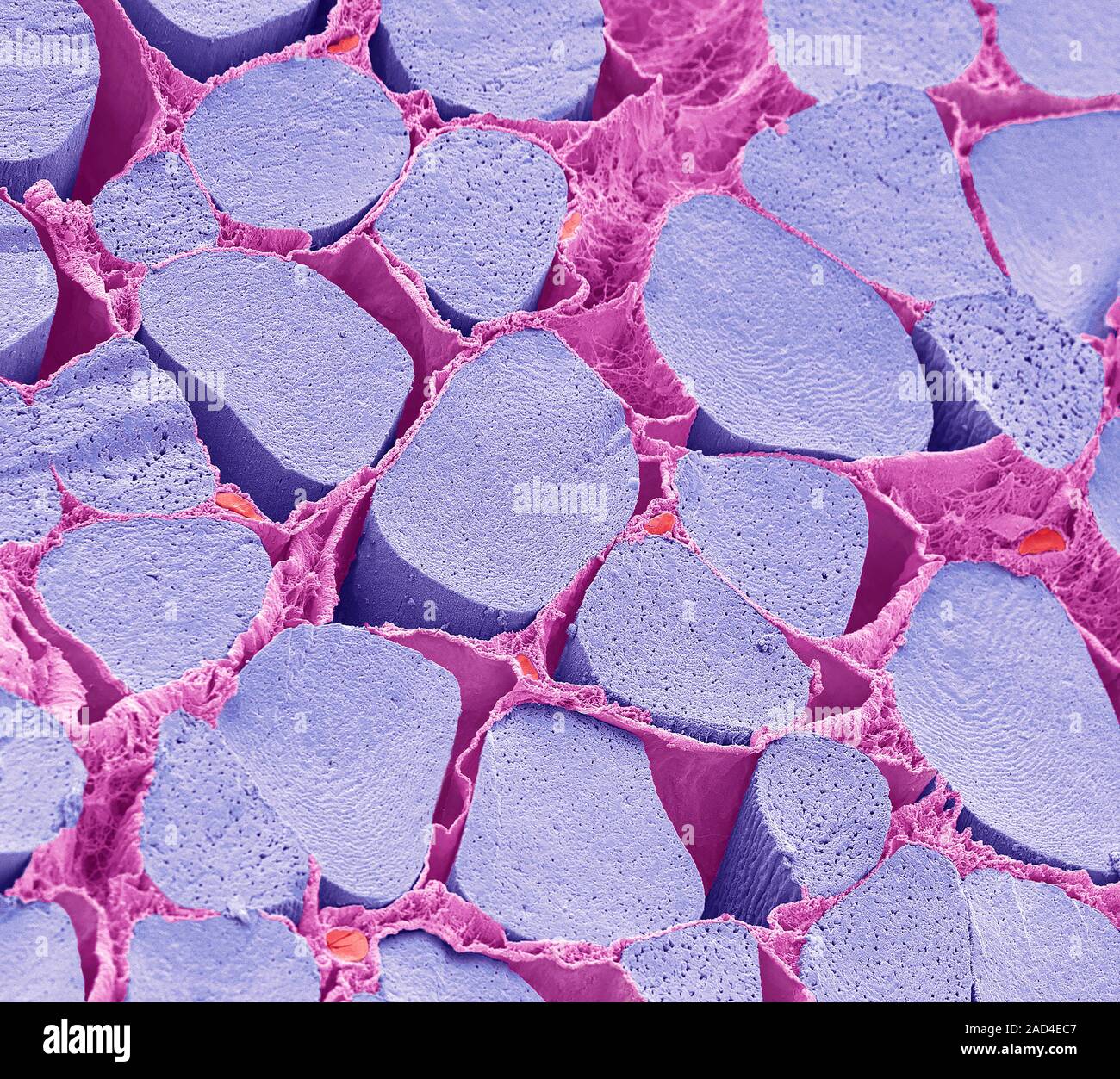 Frog skeletal muscle fibres, coloured scanning electron micrograph (SEM). Endomysial connective ...