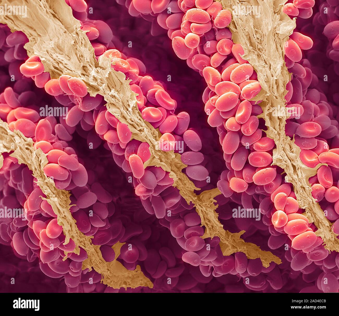 Pholiota mushroom spores. Coloured scanning electron micrograph (SEM ...