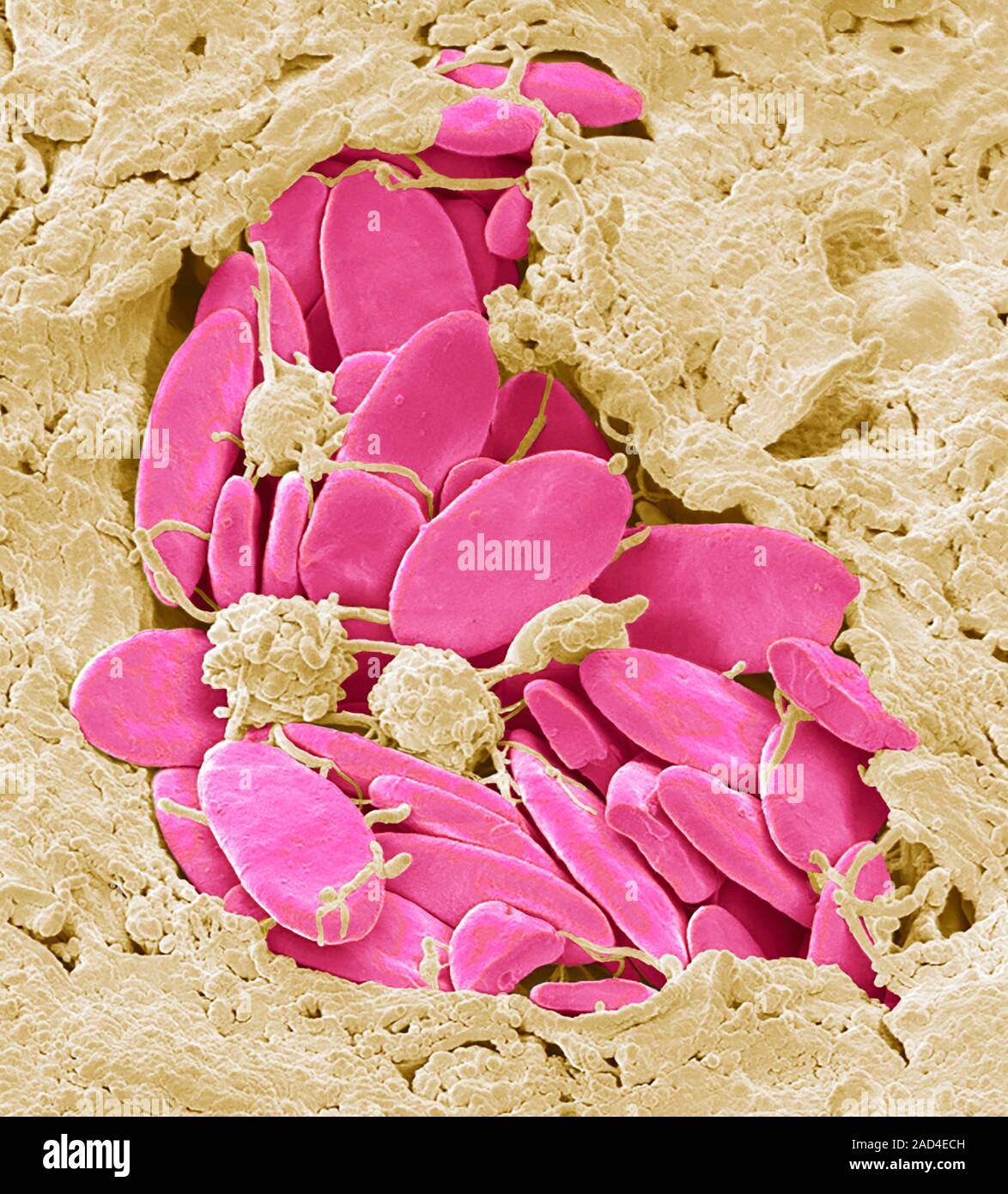 Bird red blood cells. Coloured scanning electron micrograph (SEM) of ...