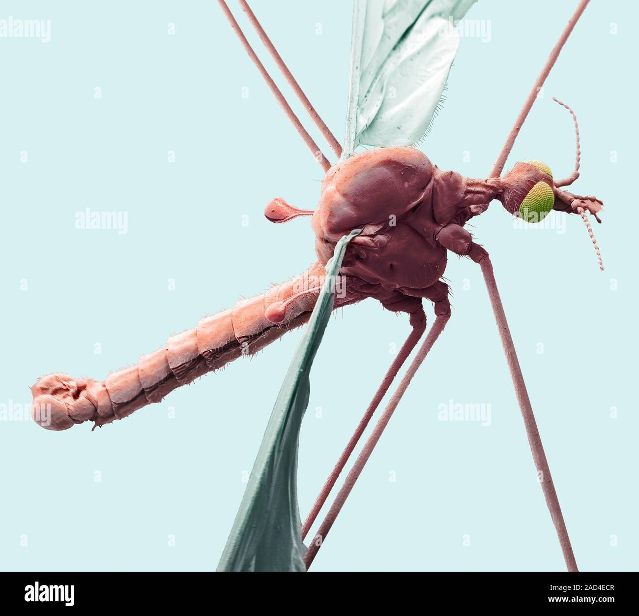 Crane fly. Coloured scanning electron micrograph (SEM) of a female ...