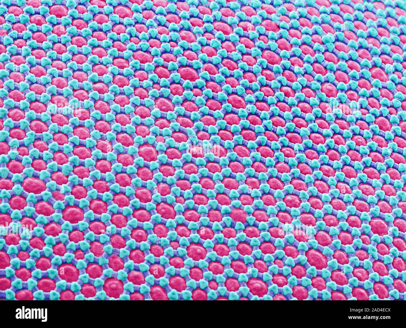 Springtail body, coloured scanning electron micrograph (SEM ...