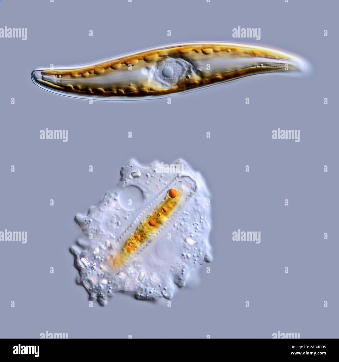 Light micrograph of living Gyrosigma sp. diatom (top) and Mayorella sp ...