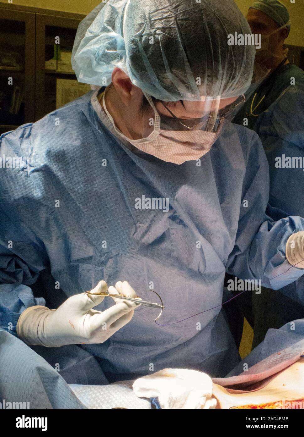 Abdominal surgery. Surgeon closing an abdominal incision at the end of ...