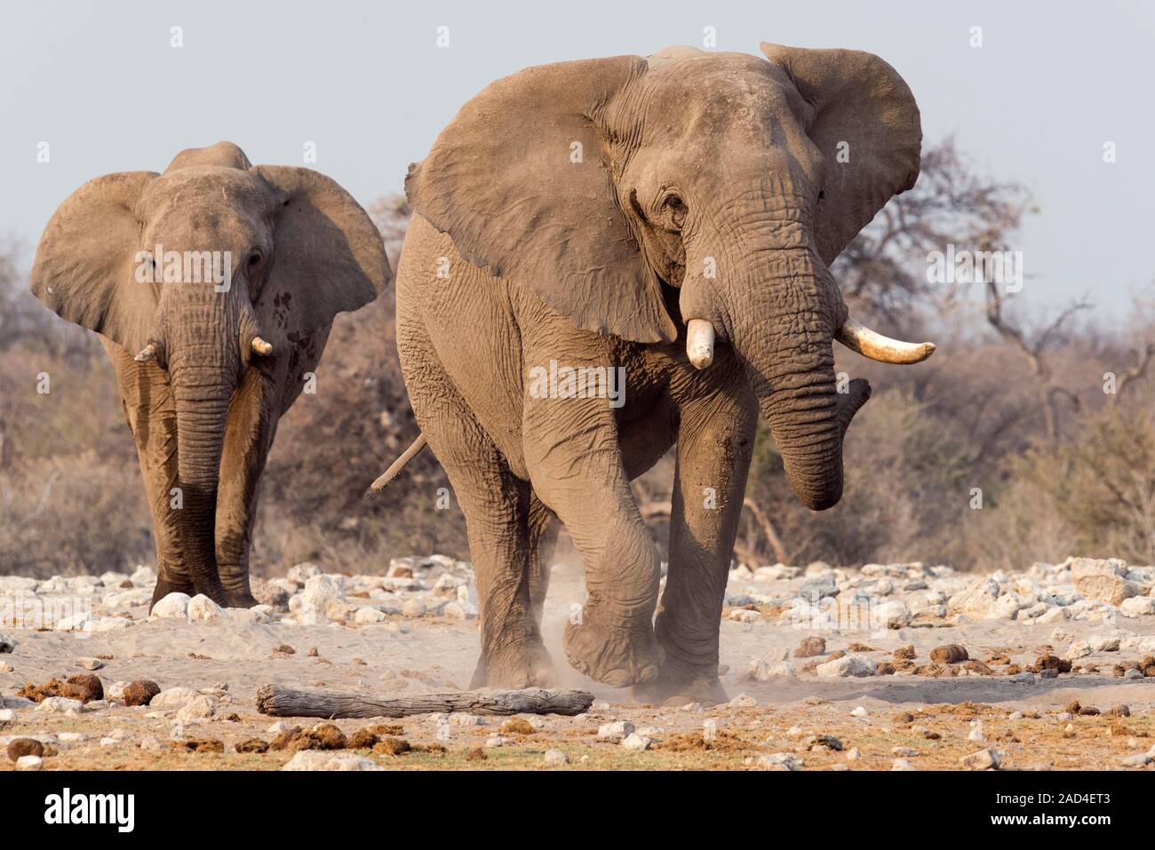 Male African elephants (Loxodonta africana). African elephants are the ...