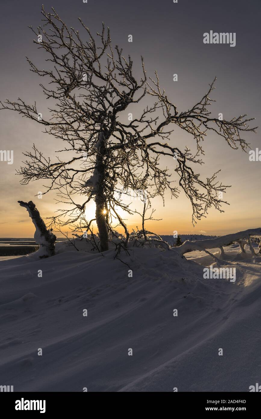 Northern Europe Birch Not Lake High Resolution Stock Photography and ...