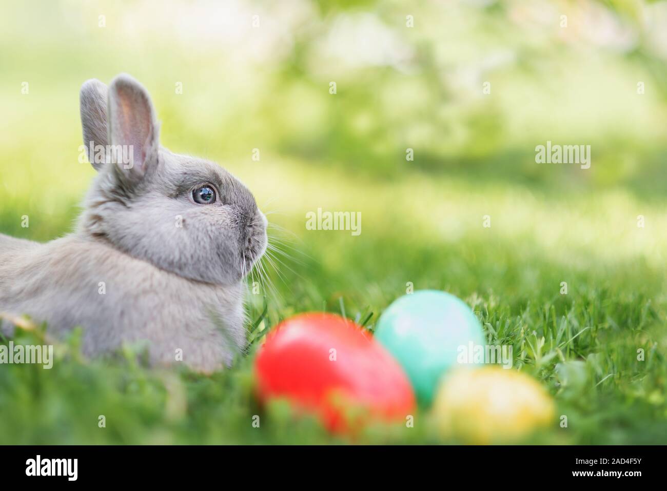 Easter bunny and Easter eggs on spring green grass. Cute rabbit. Easter ...