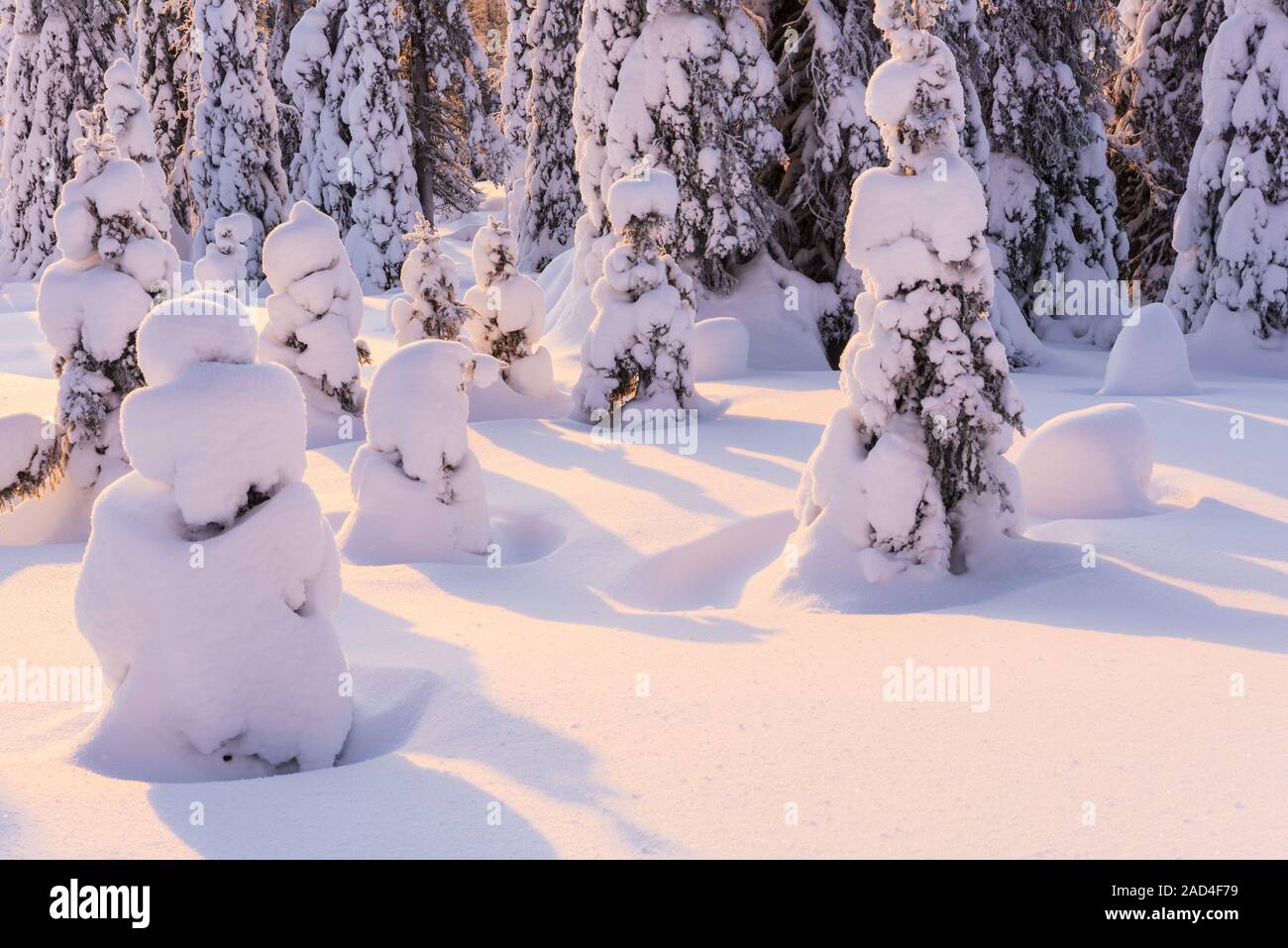 Snow covered forest, Riisitunturi National park, Lapland, Finland Stock ...