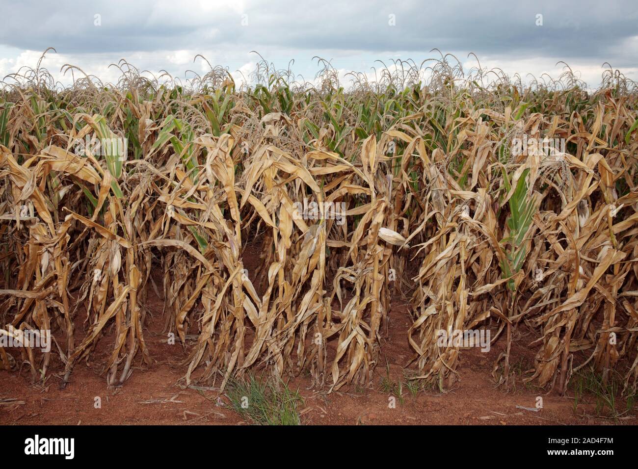 Maize crop during drought. Field of abandoned maize (corn, Zea mays ...