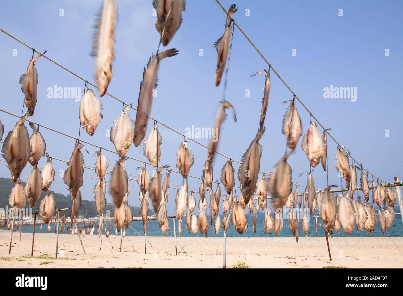 Sole fish of south east asia hi-res stock photography and images - Alamy