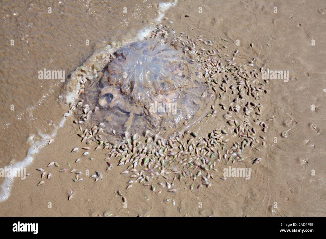 Sea snails scavenging dead jellyfish. Finger plough shells (Bullia ...
