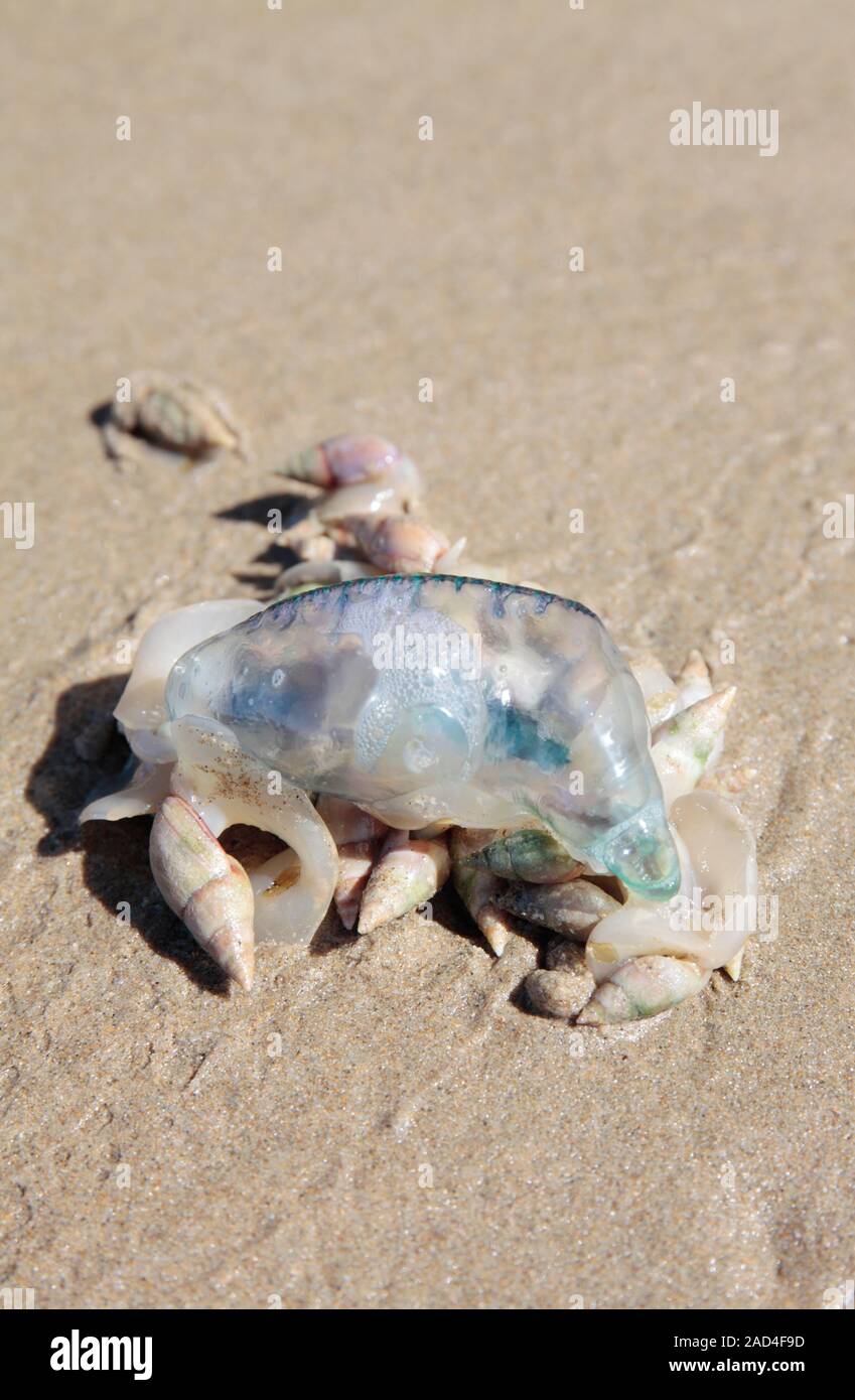Sea snails scavenging dead jellyfish. Finger plough shells (Bullia ...