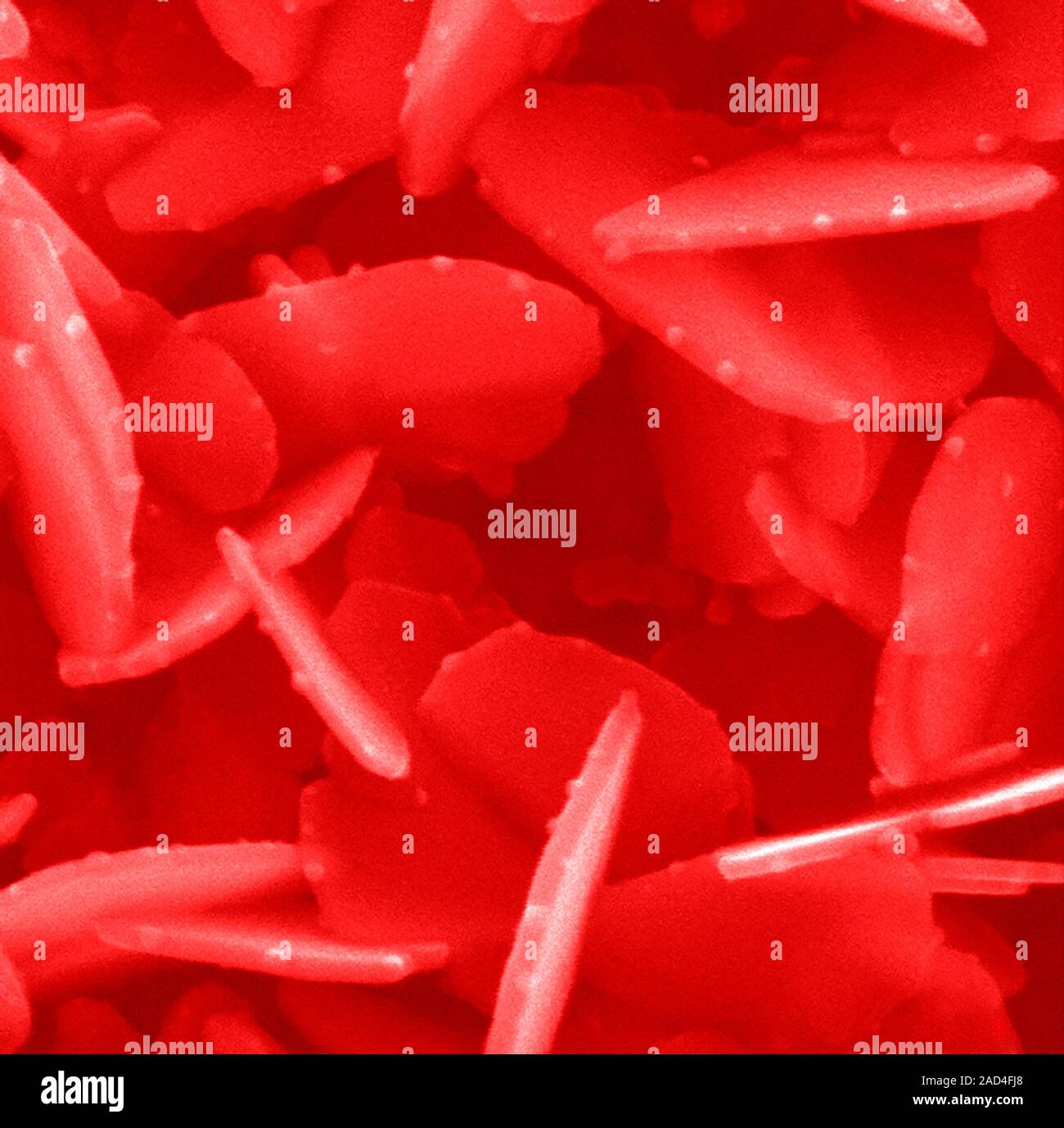 Silver nanoplates, scanning electron micrograph (SEM). These silver ...