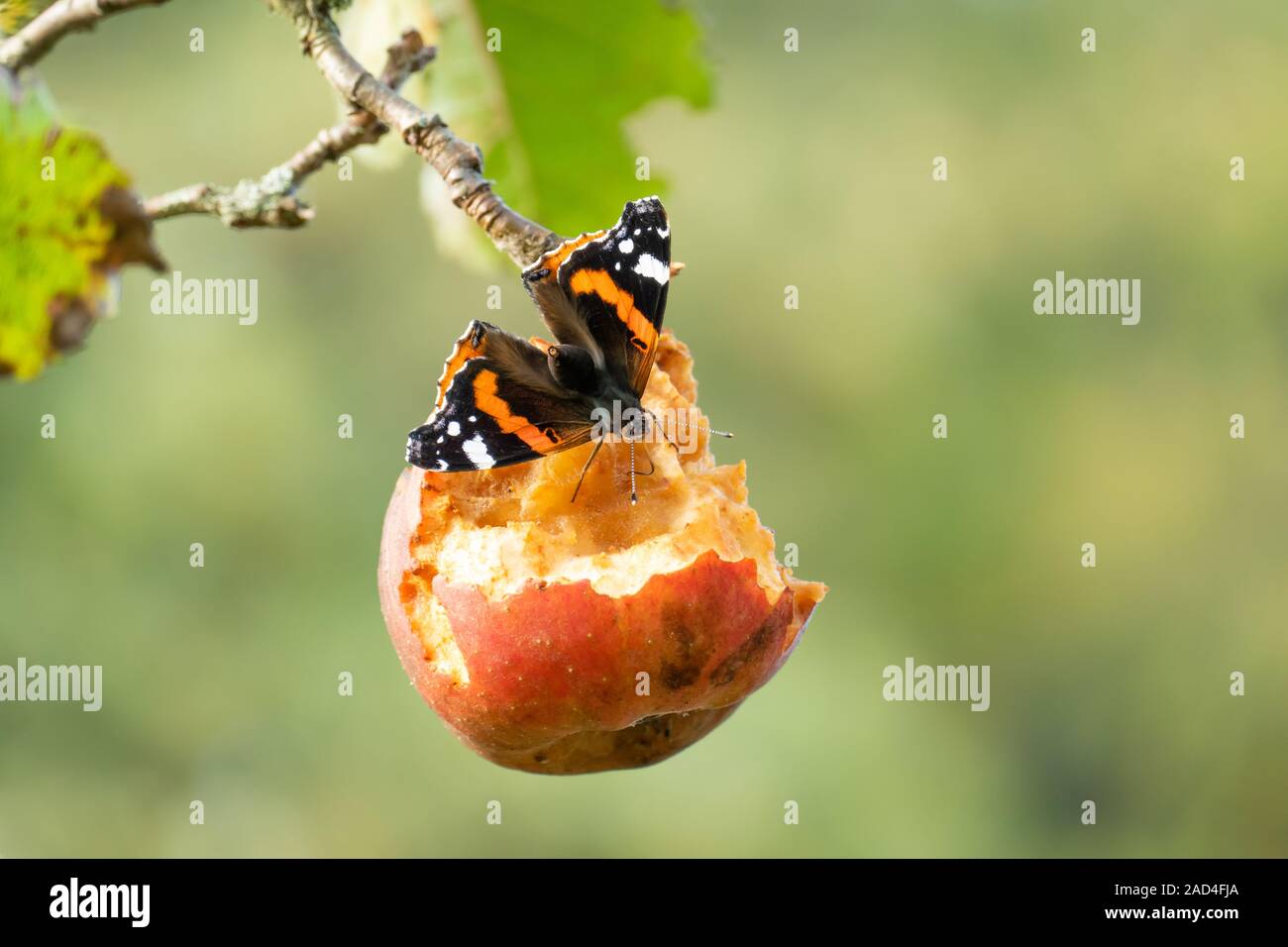 Red admiral butterfly with opened wings on rotting apple in tree ...