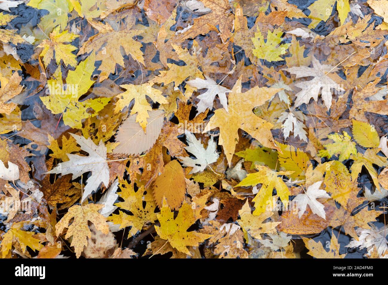 Decomposing Leaf High Resolution Stock Photography and Images - Alamy
