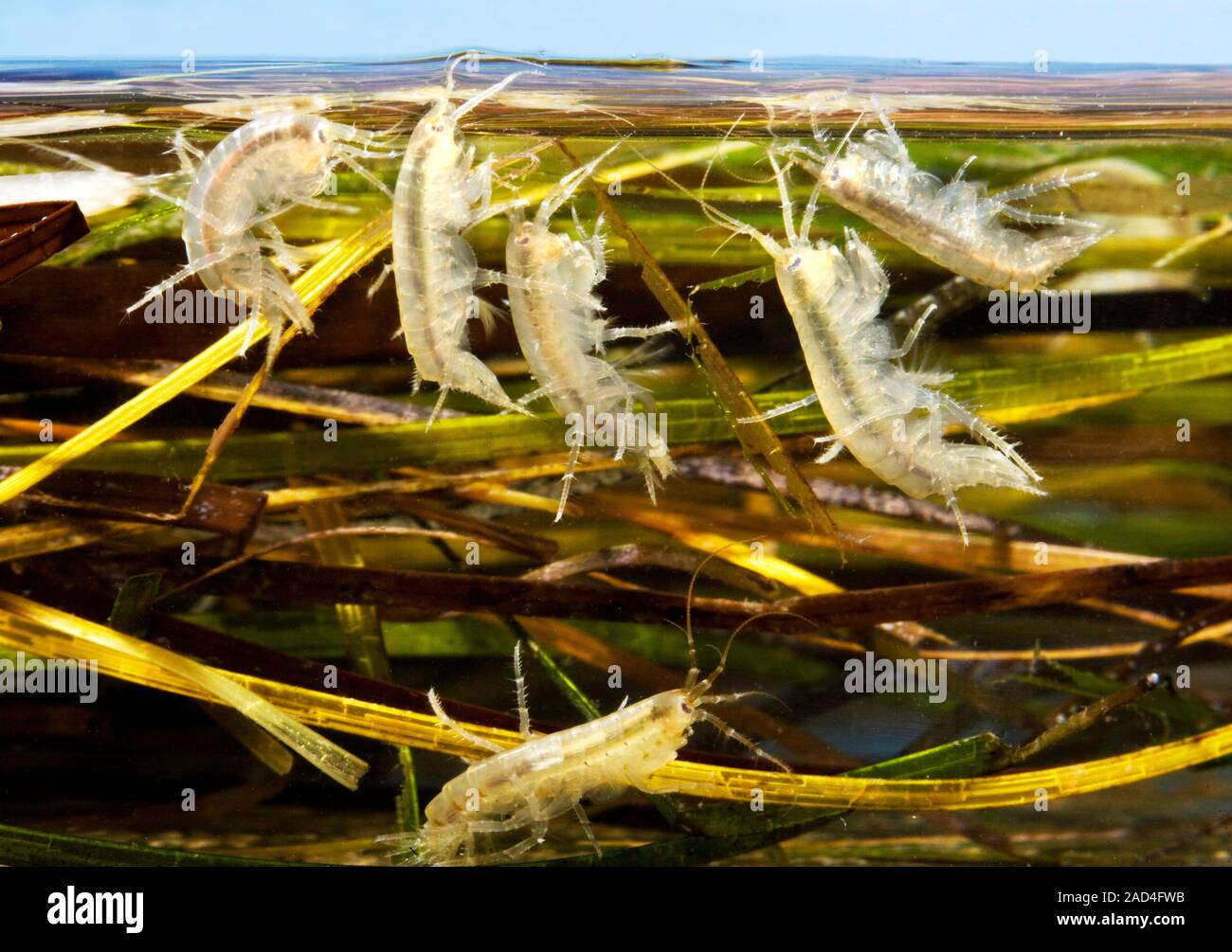 Infected lagoon sand shrimps (Gammarus insensibilis) at the surface of ...