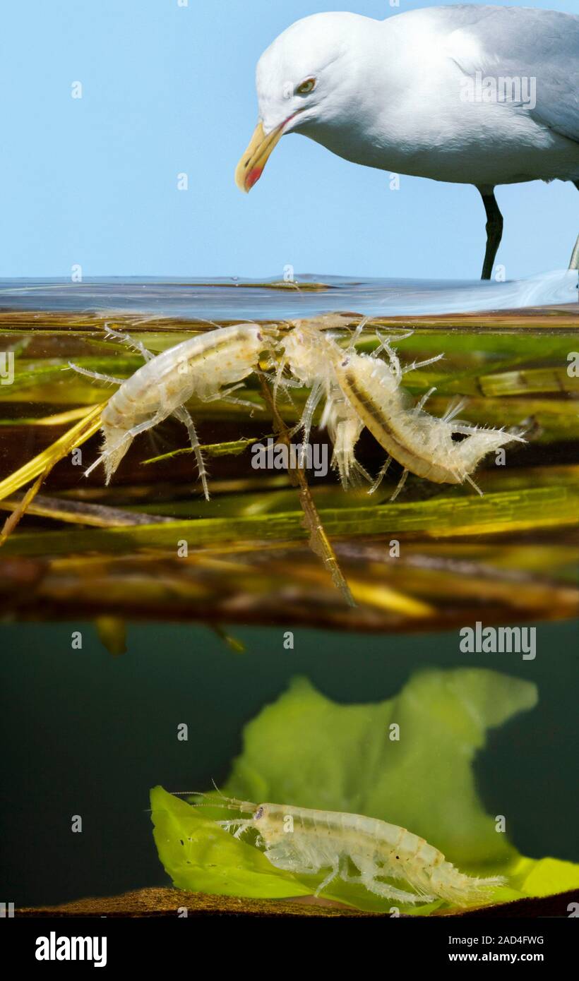 Infected shrimps and seagull predation. Infected lagoon sand shrimps ...