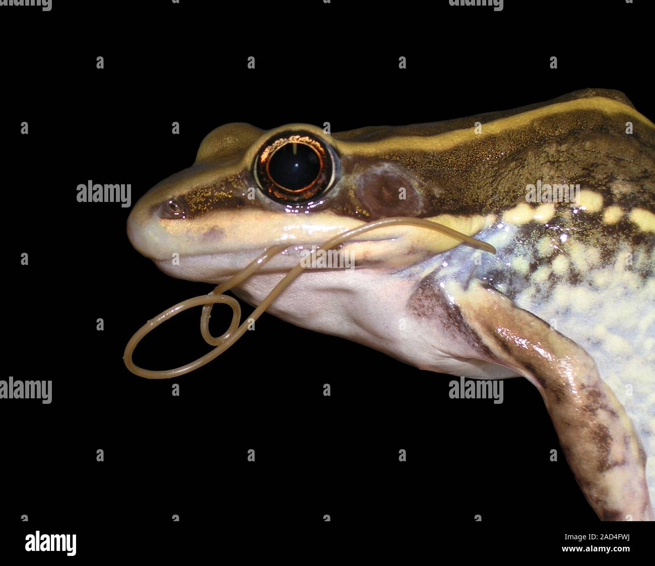 Parasitic infection and deformed frog. The parasitic trematode ...