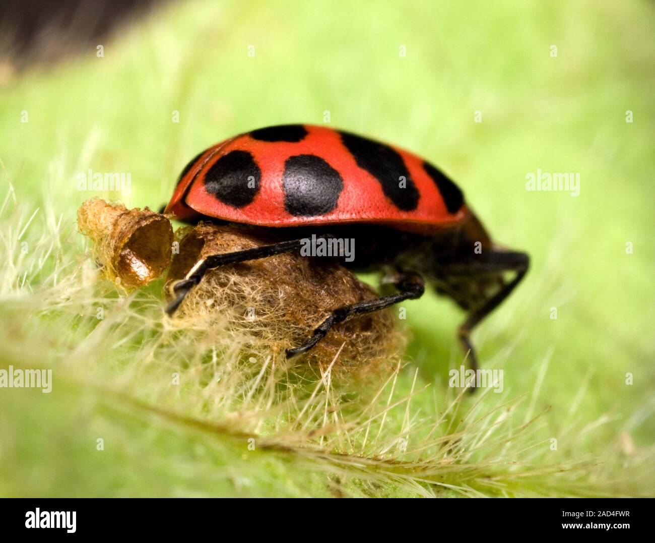 Ladybird and parasitic wasp cocoon. Spotted lady beetle (Coleomegilla ...