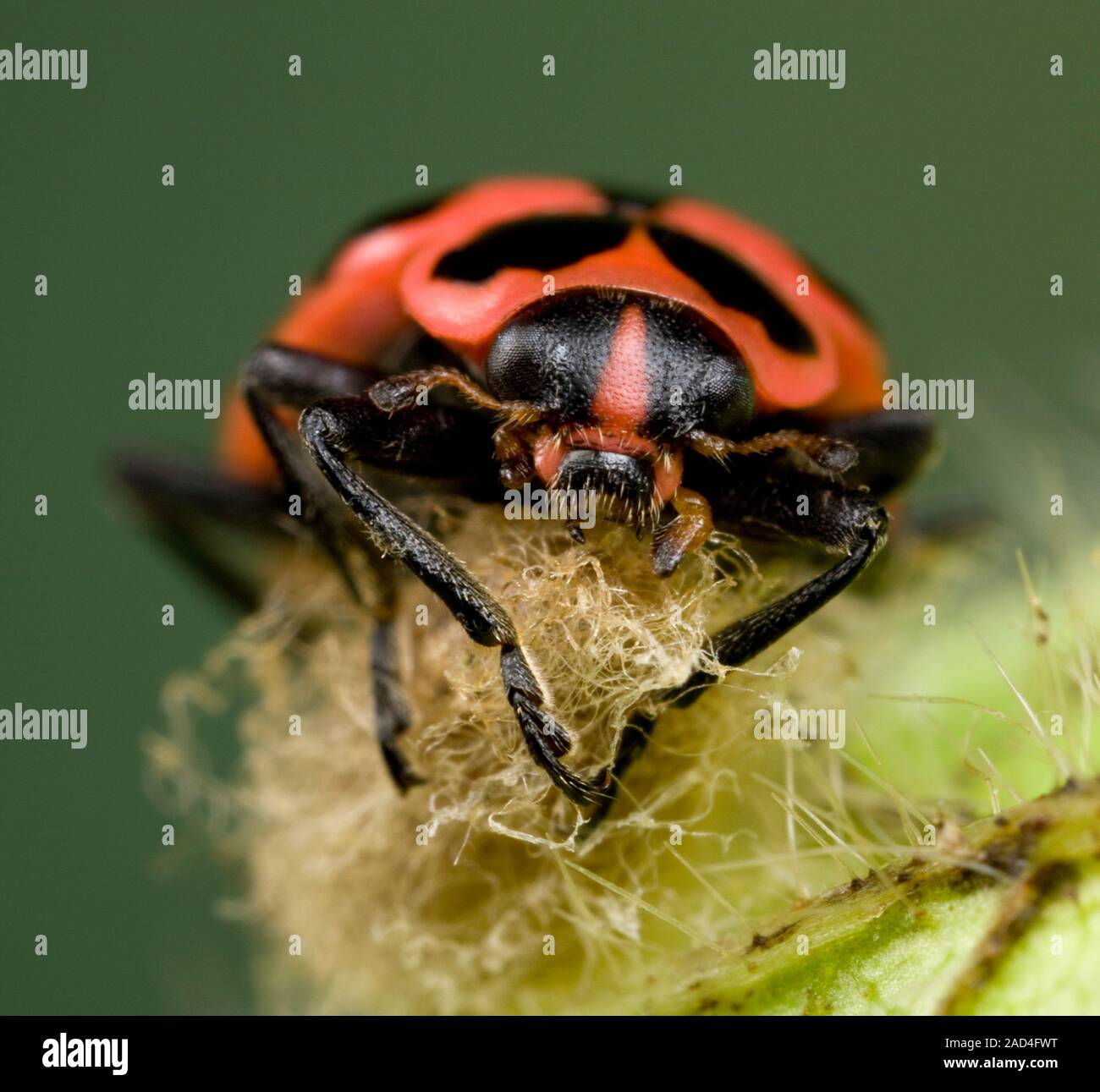 Ladybird and parasitic wasp cocoon. Spotted lady beetle (Coleomegilla ...