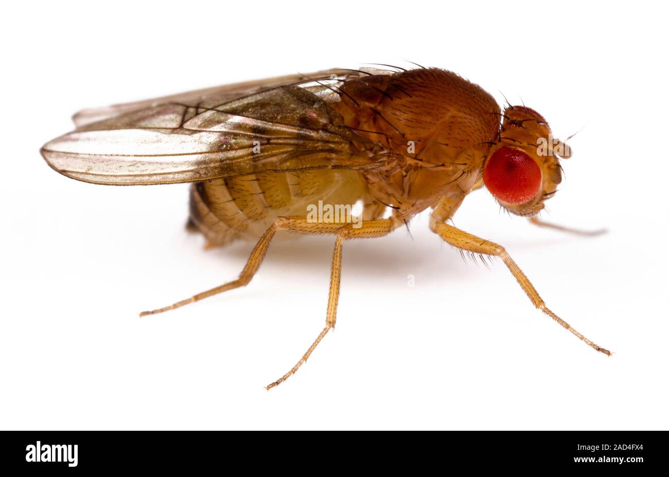 Fruit fly (Drosophila melanogaster). The fruit fly has become one of ...