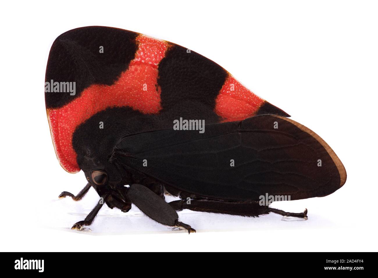 Membracis treehopper. Treehoppers (family Membracidae) are insects ...