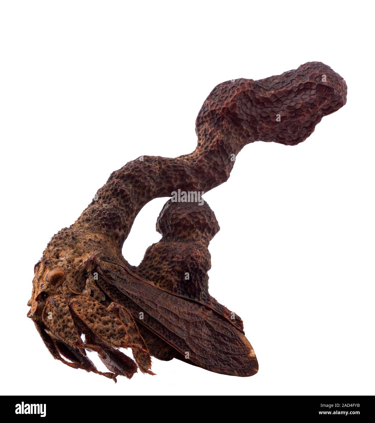 Cladonota treehopper. Treehoppers (family Membracidae) are insects ...