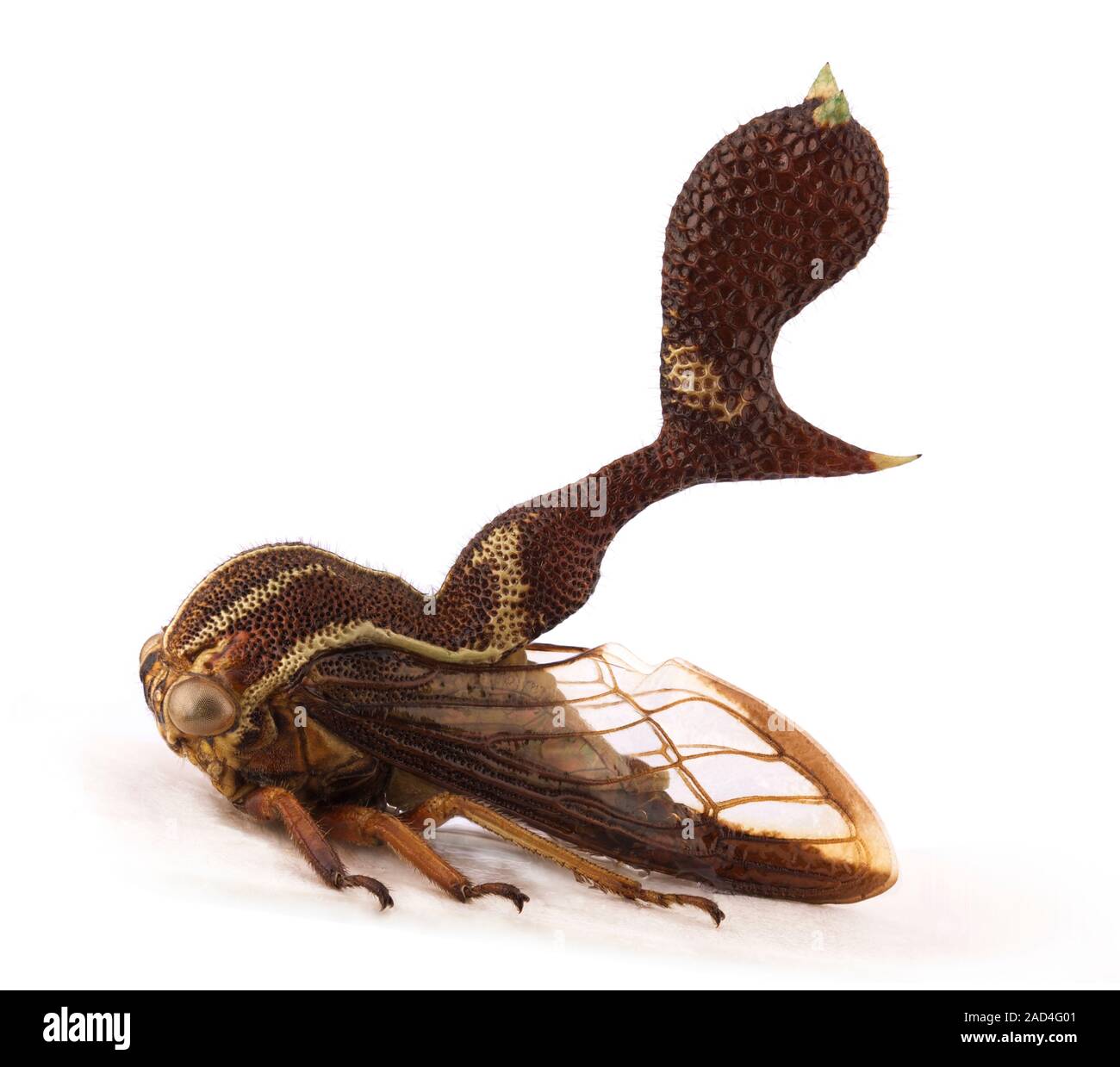 Heteronotus treehopper. Treehoppers (family Membracidae) are insects ...