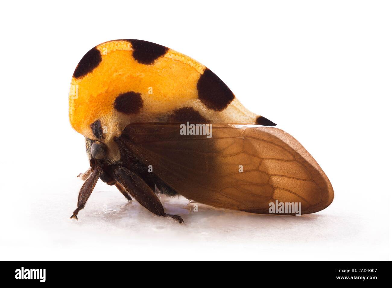 Membracis treehopper (Membracis mexicana). Treehoppers (family ...