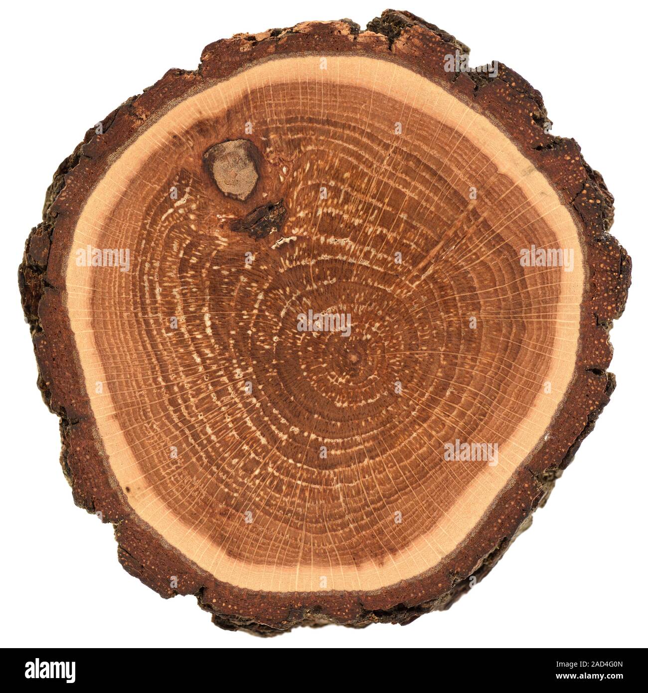 Colorful wood slab with bark and growth rings. Small oak tree slice ...