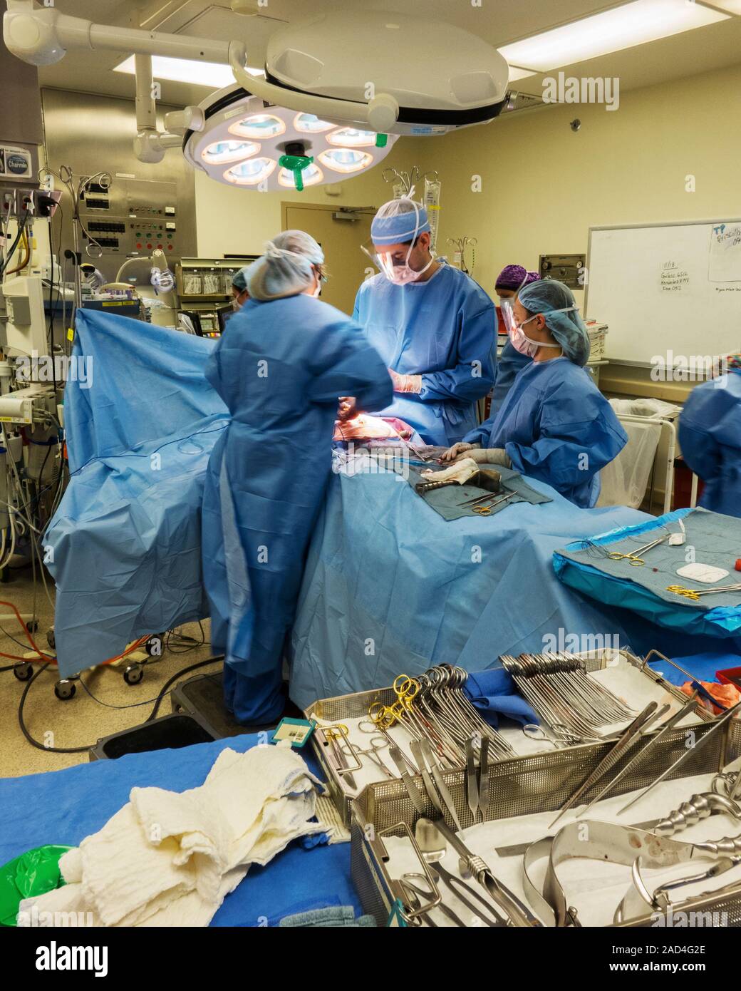 Bowel surgery. Surgeon closing an abdominal incision after performing ...