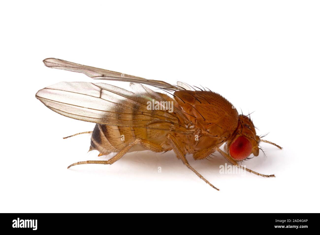 Fruit fly (Drosophila melanogaster). The fruit fly has become one of ...
