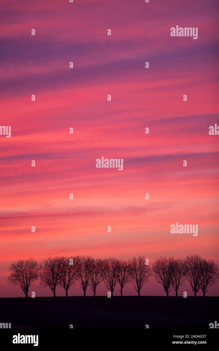 Treeline at sunset. Photographed in Yvelines, France Stock Photo - Alamy