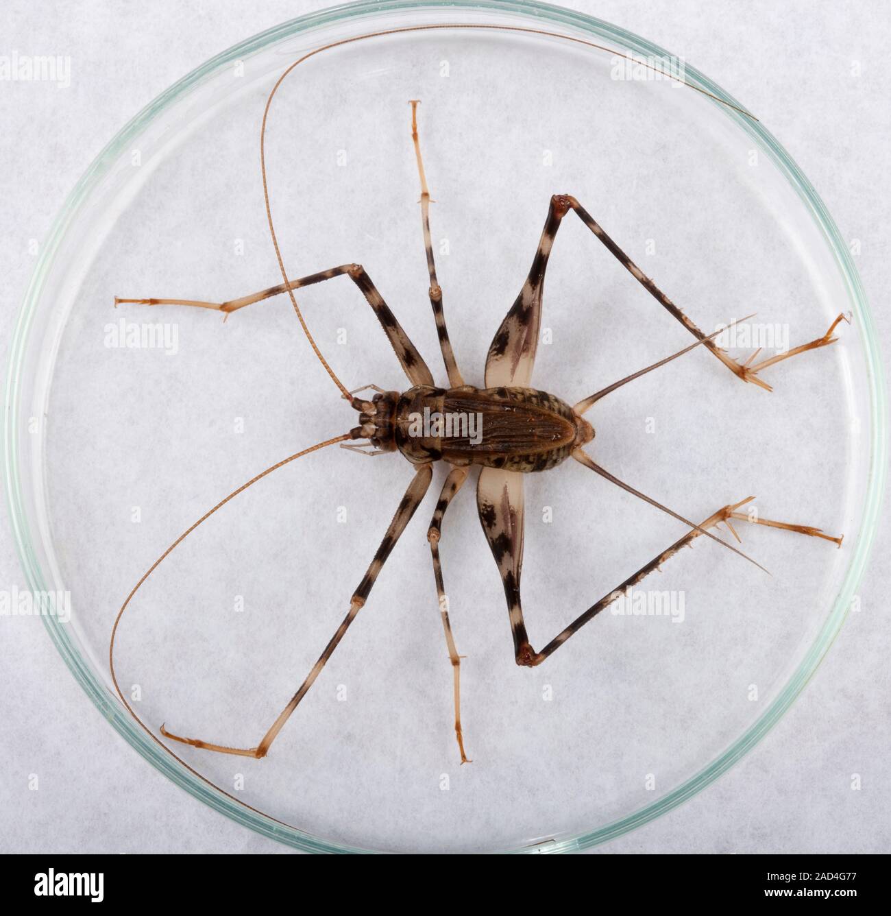 Cave cricket. Specimen of a cave cricket (family Rhaphidophoridae ...