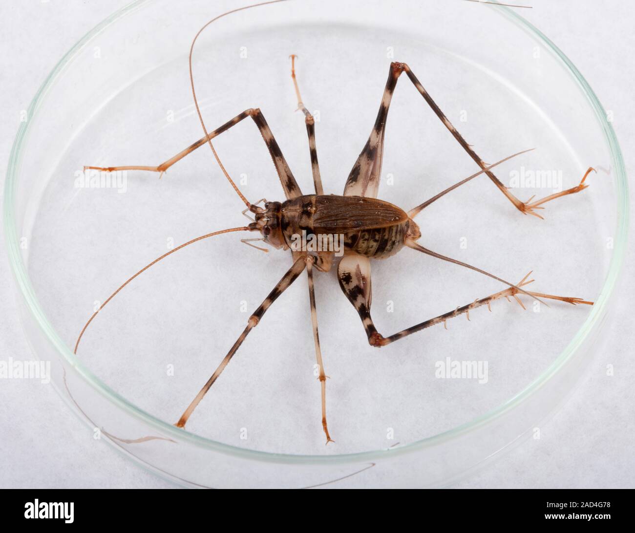 Cave cricket. Specimen of a cave cricket (family Rhaphidophoridae ...