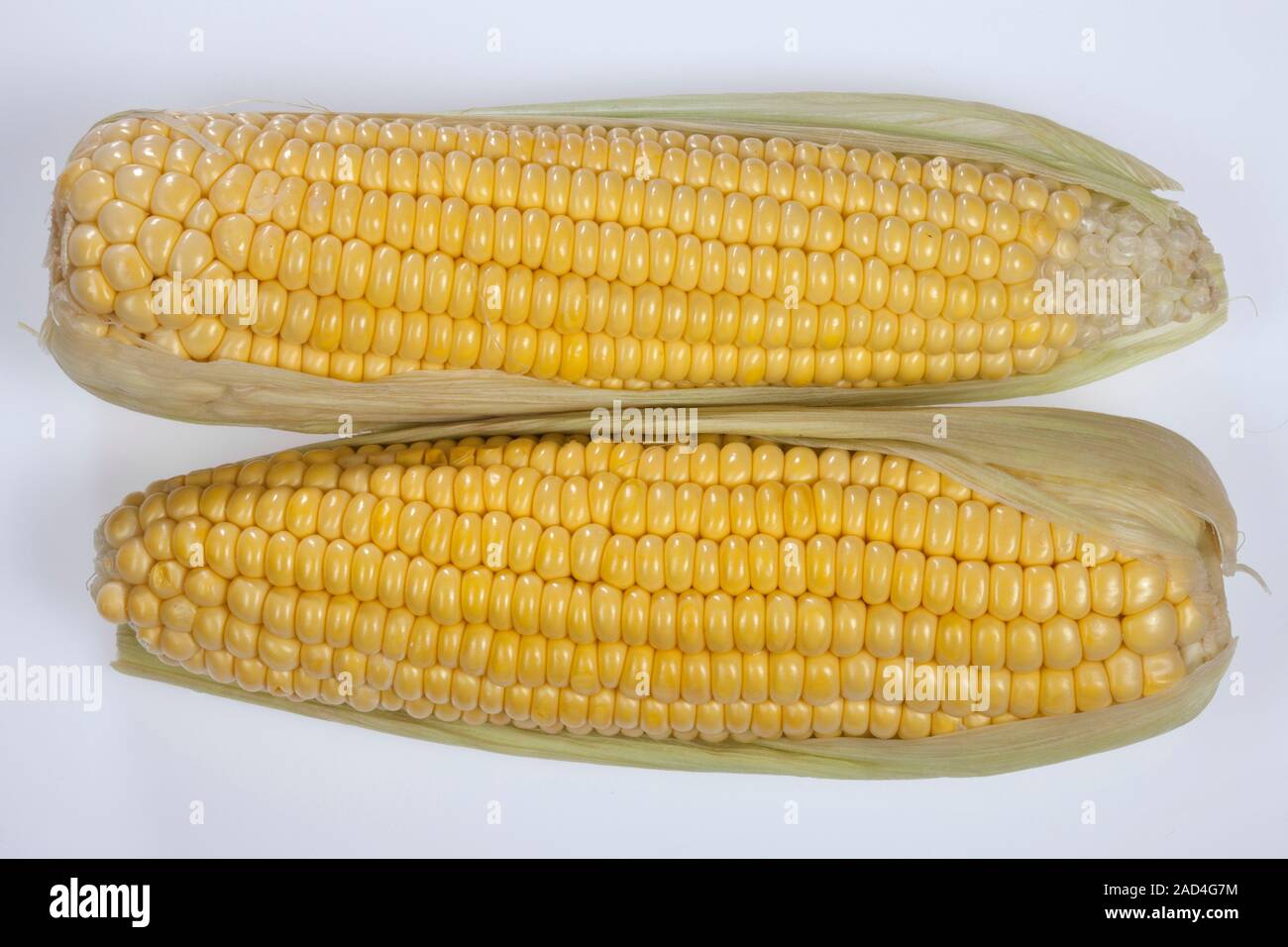 Maize cobs. Two cobs from the maize plant (Zea mays). The kernels of ...
