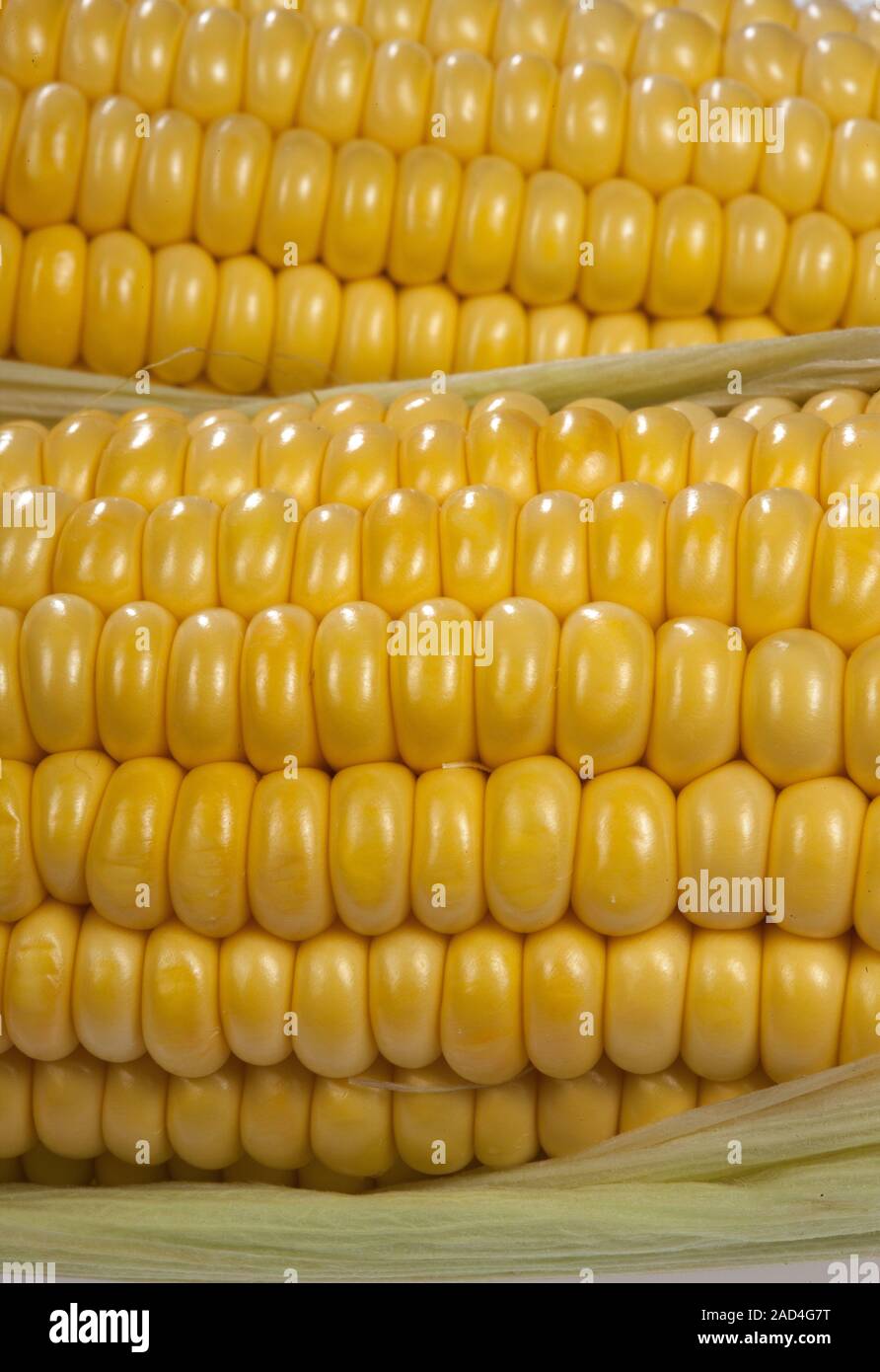 Maize cobs. Close-up of cobs from the maize plant (Zea mays). The ...