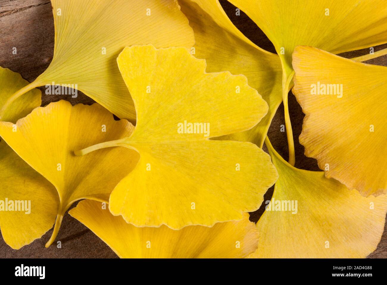 Ginkgo leaves in autumn. Leaves of the Chinese maidenhair tree (Ginkgo ...